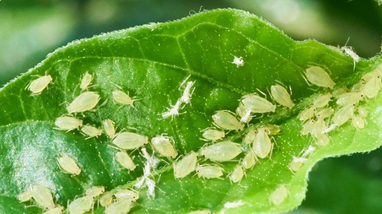 Siltac - ICB Pharma Crop Solutions